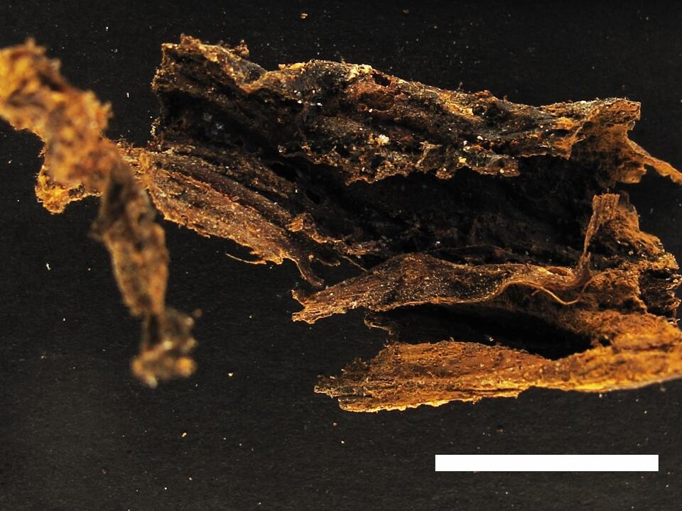 Eurac Research forscht mit mumifiziertem Gewebe der Medici – Südtirol News