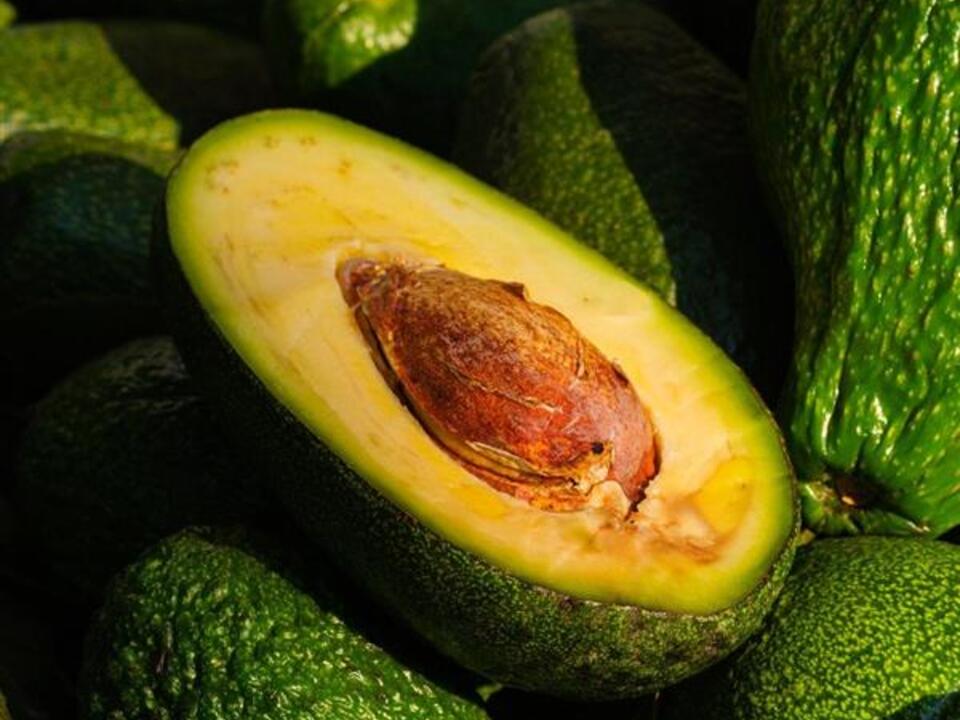 Wie die Avocado beinah ausgestorben wäre – Südtirol News