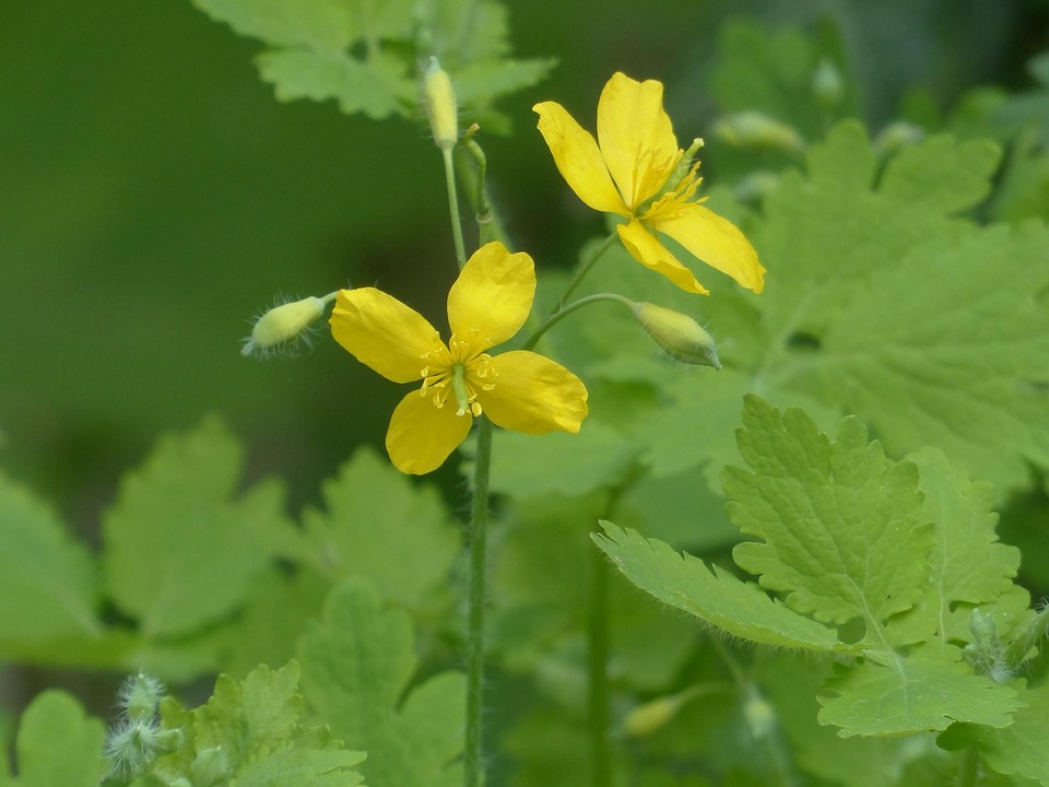 Blume Gegen Warzen