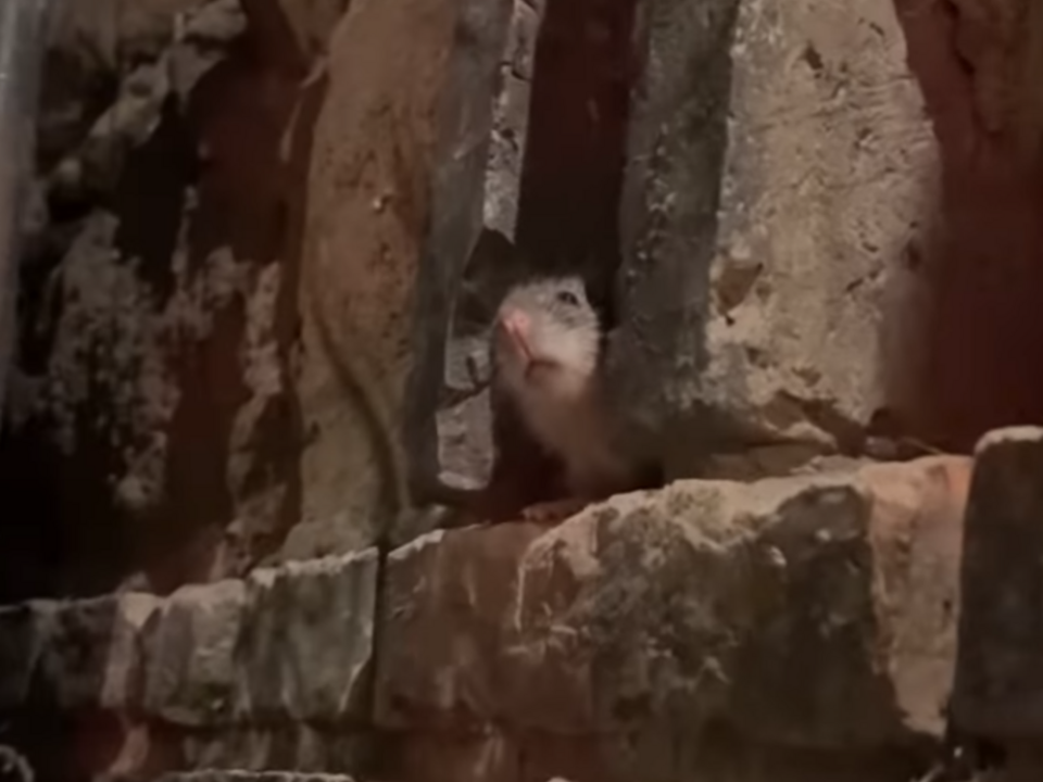 Ratatouille 2: Abendessen mit einer Ratte in Rom – Südtirol News